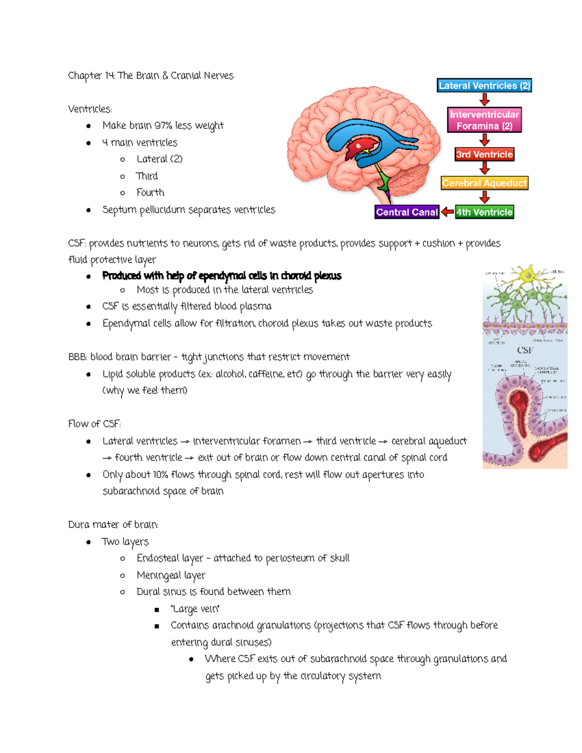 BIO 220 Chapter 14 Notes - Chapter 14: The Brain & Cranial Nerves ...
