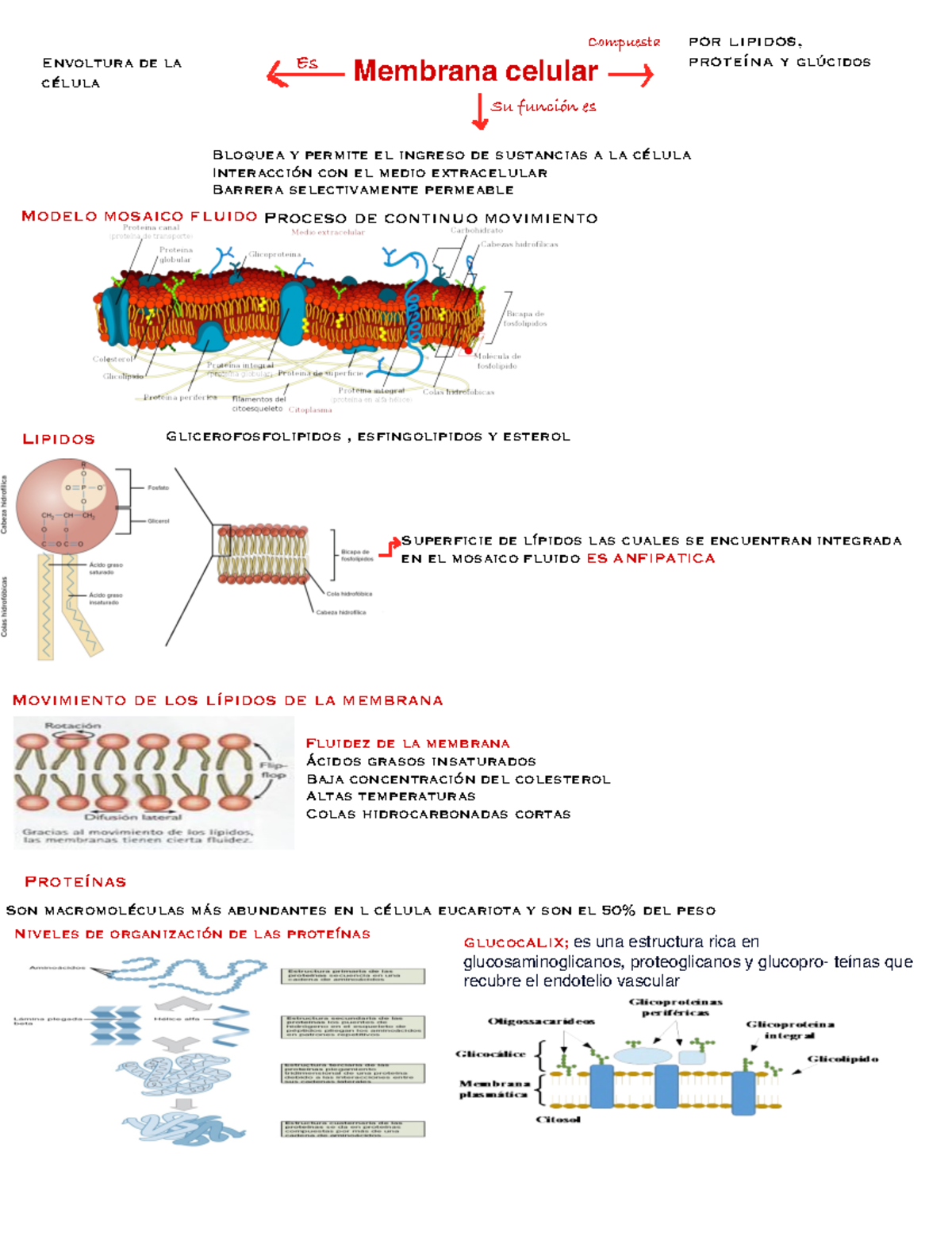 Biología - Apuntes - por lipidos, Envoltura de la proteína y glúcidos ...
