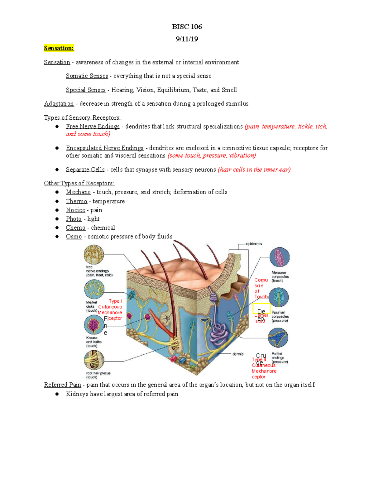 9 11 19 - Lecture notes 9/11/19 - 9/11/ Sensation: Sensation ...