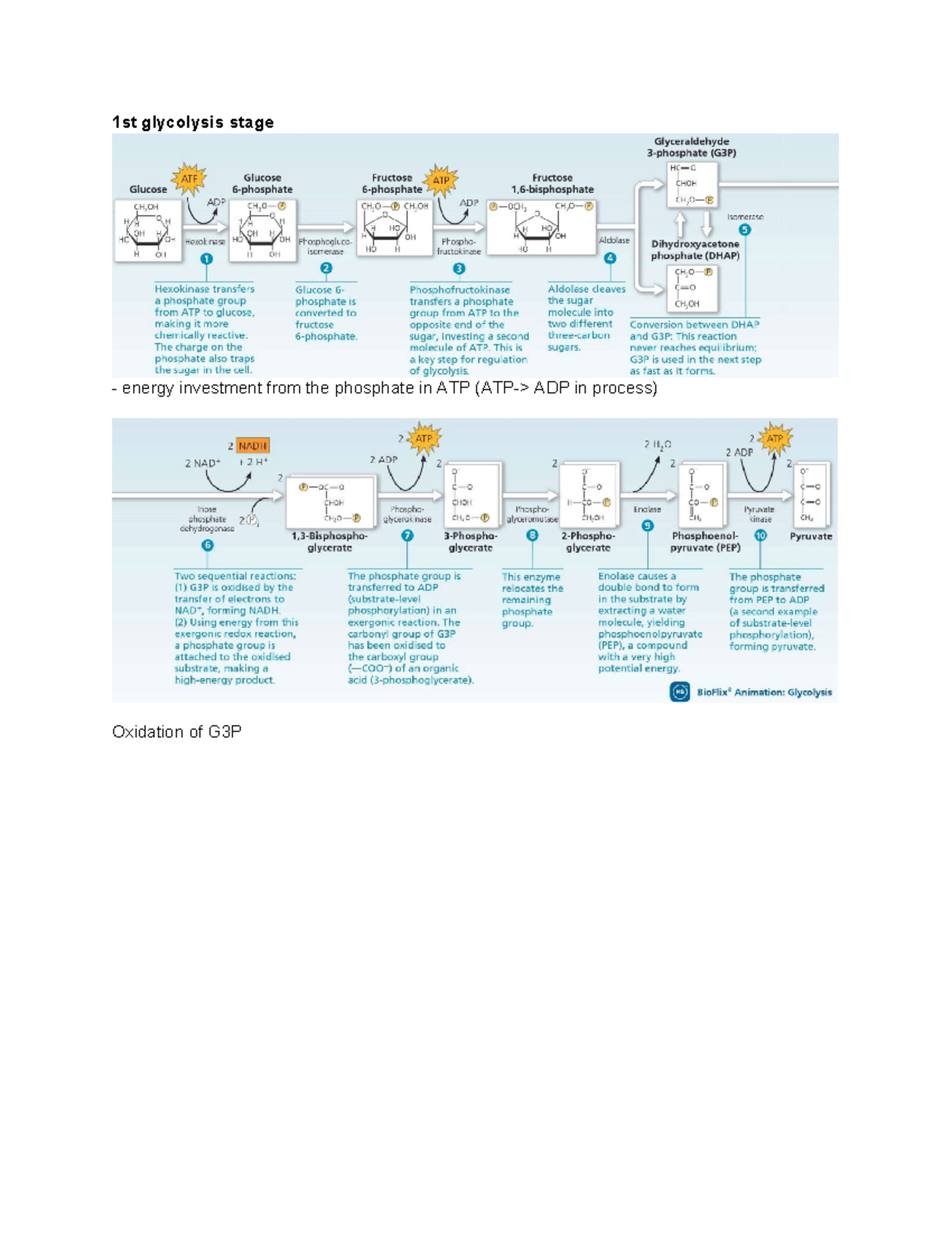 10 step glycolysis - 1st glycolysis stage energy investment from the ...