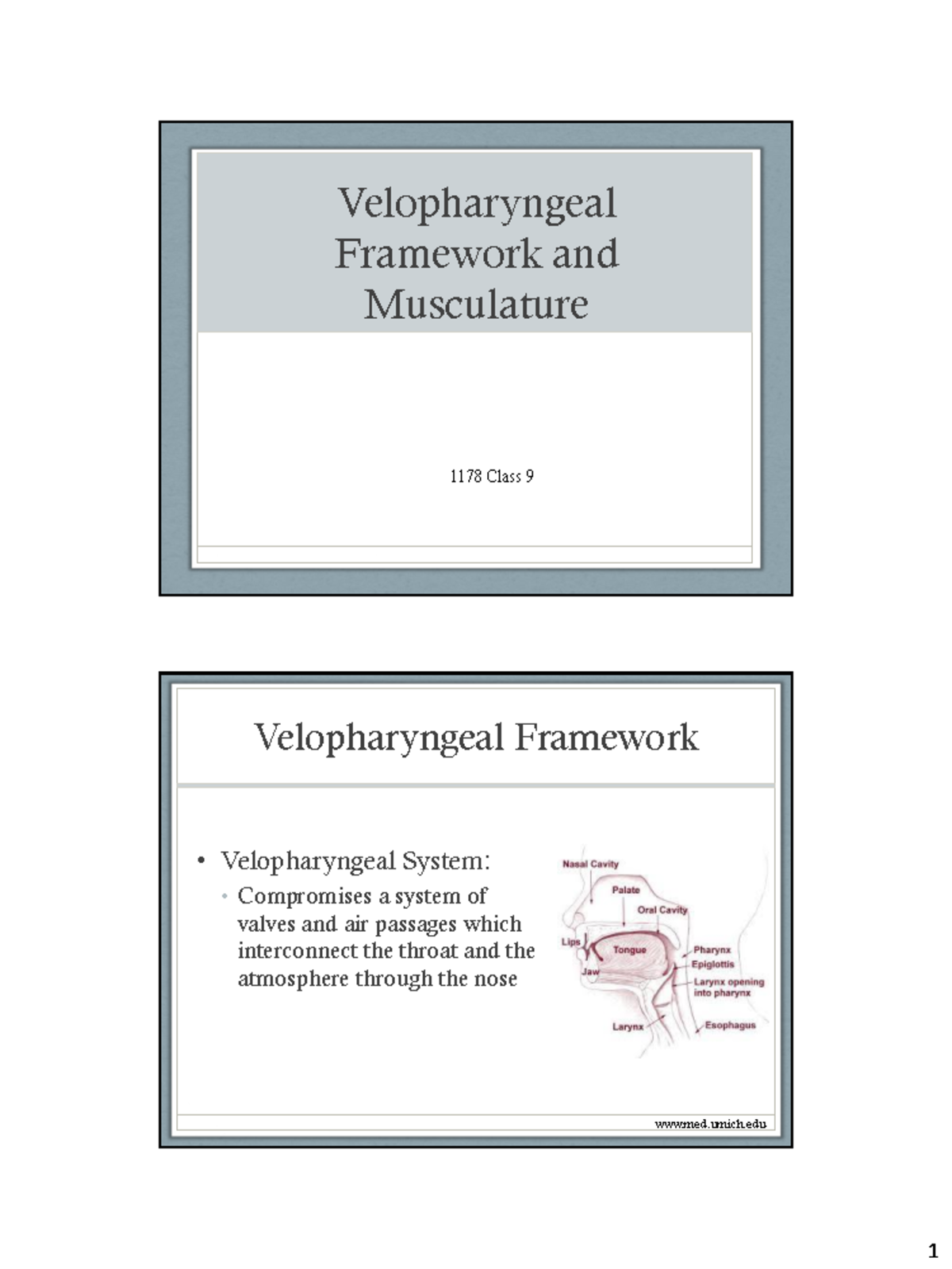 1178 Class 9 Velopharyngeal Framework, Muscles and Physiology ...