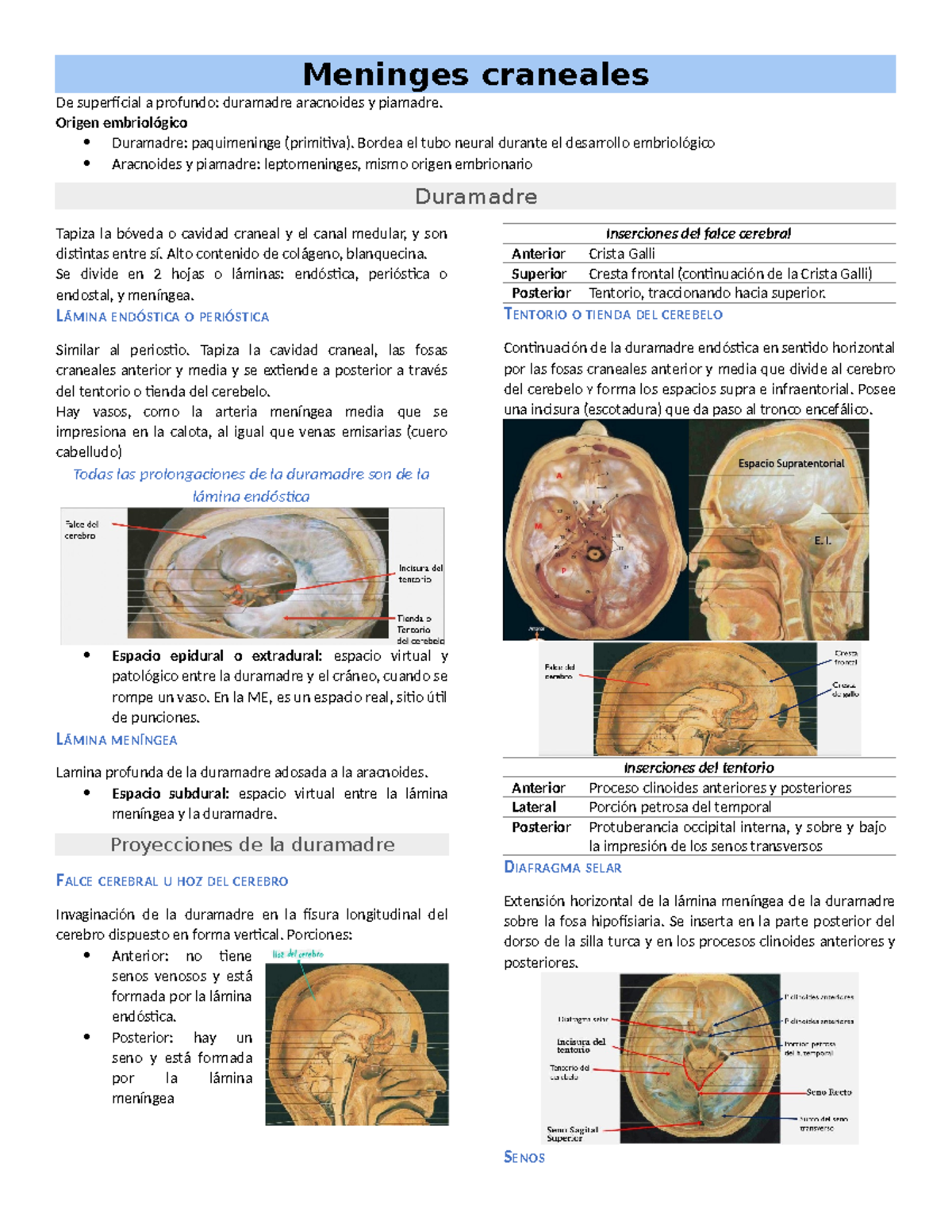 Meninges craneales - Origen embriológico Duramadre: paquimeninge ...