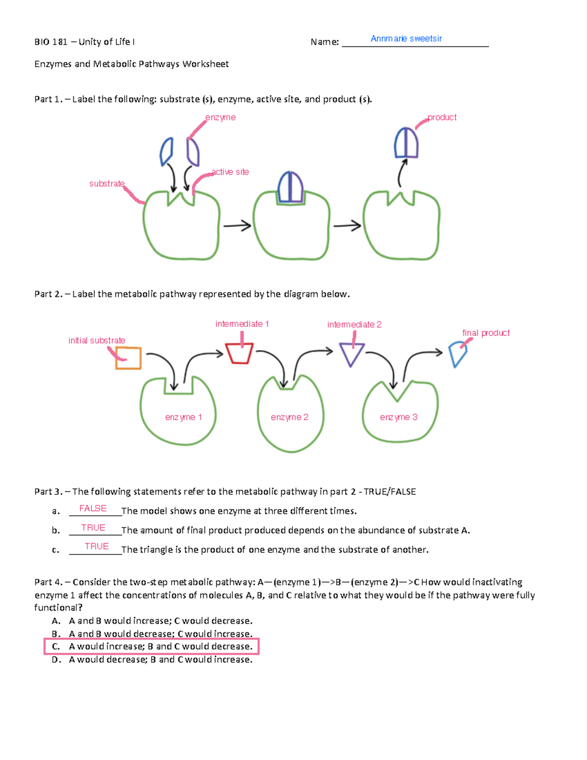 Metabolic pathways Worksheet - BIO 181 – Unity of Life I Enzymes and ...