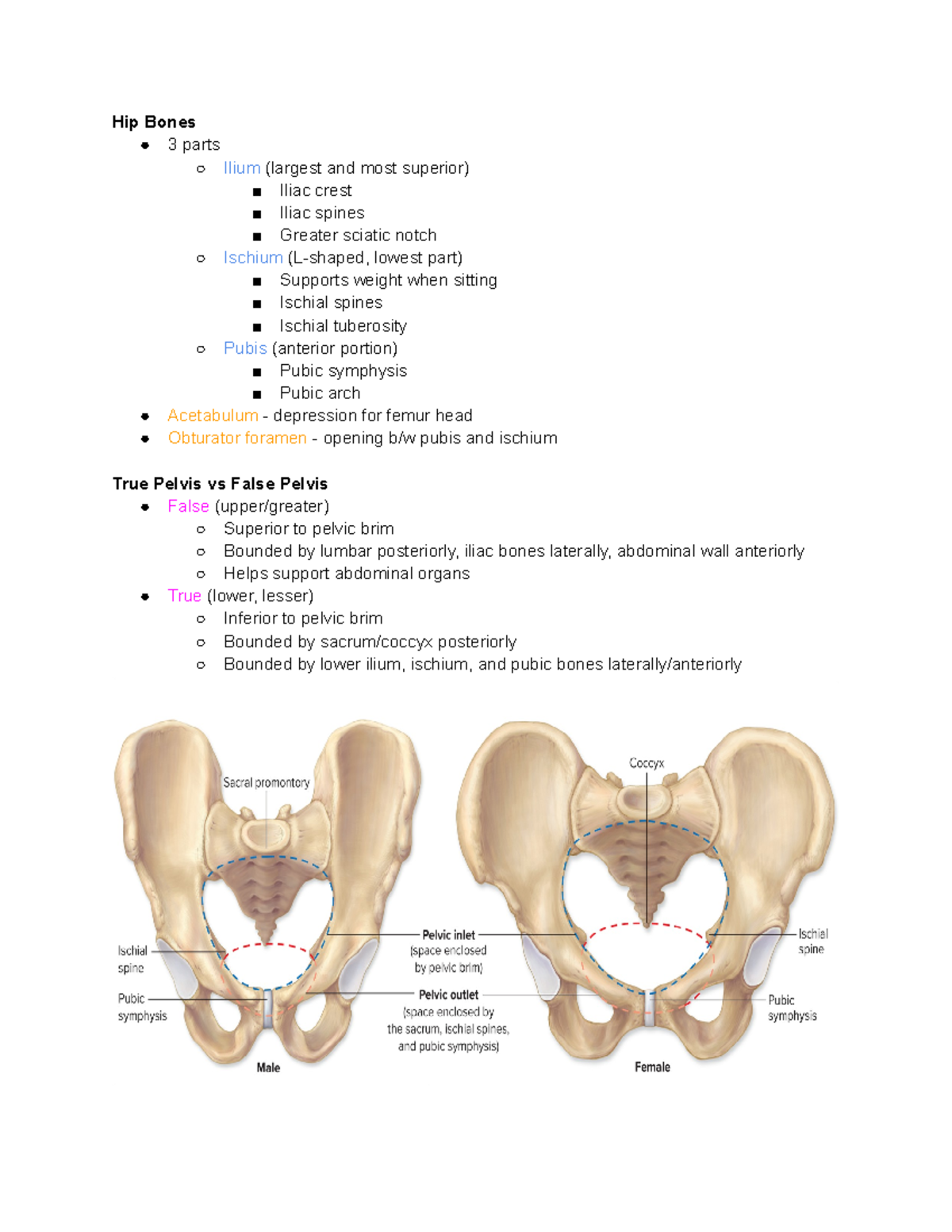 BISC 225 Notes 22-23 Part 3 - Hip Bones 3 parts Ilium (largest and most ...