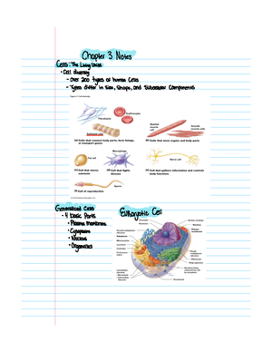 Ch 3 Cells The Living Units - ~ ch 3 : ~ Cells : The living units A ...