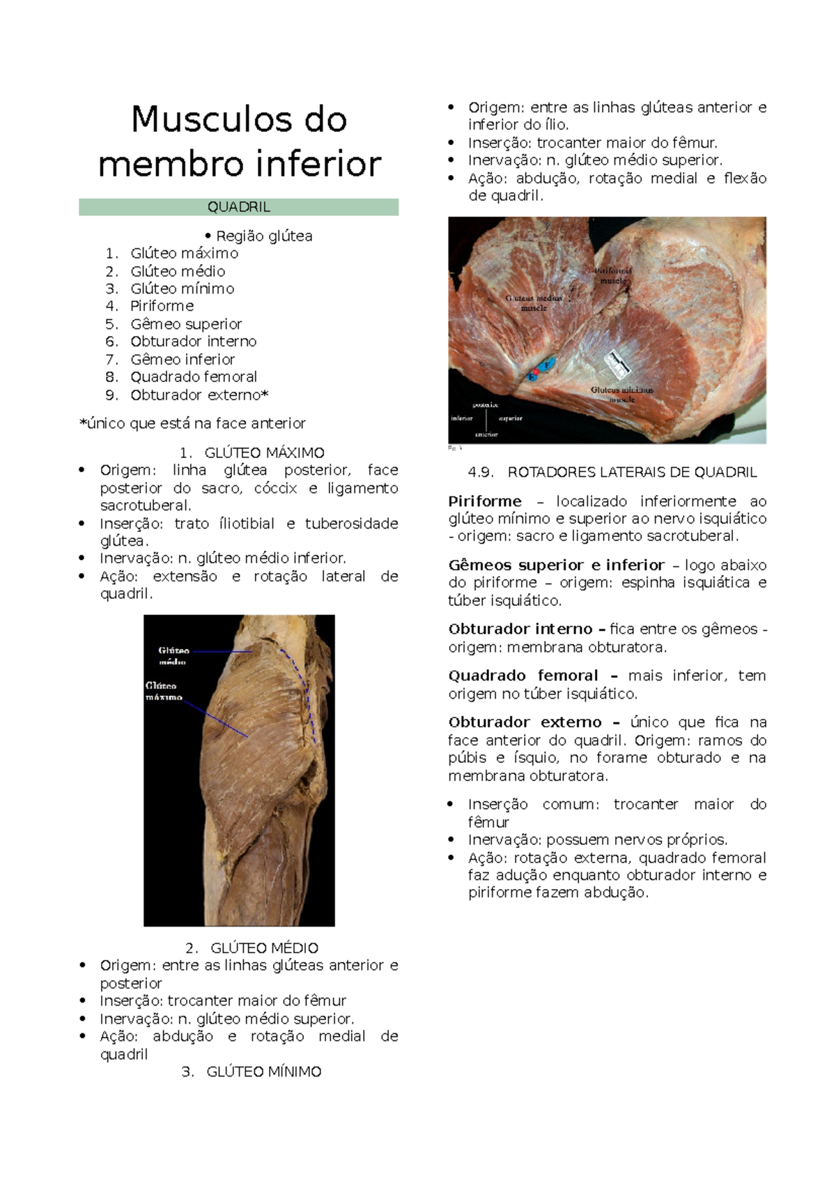 Roteiro - Musculos MMII - Musculos do membro inferior QUADRIL Região ...