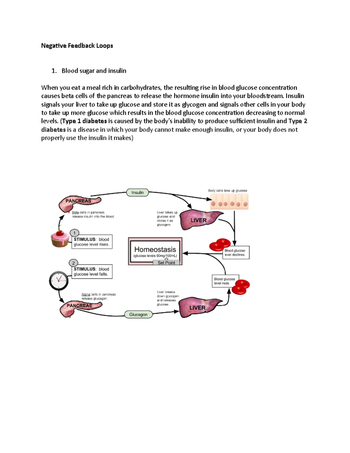 Negative feeback loops-bisc 101 - Negative Feedback Loops Blood sugar ...