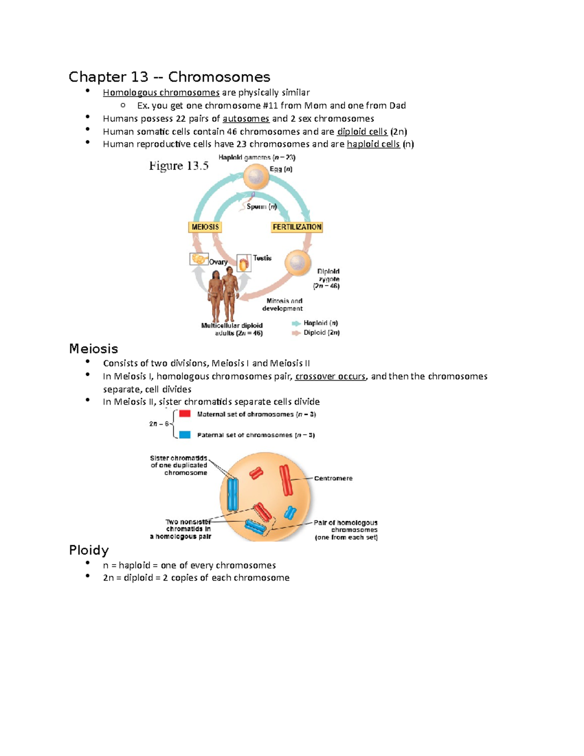 Bio chapter 13 - Chapter 13 - Chromosomes Homologous chromosomes are ...