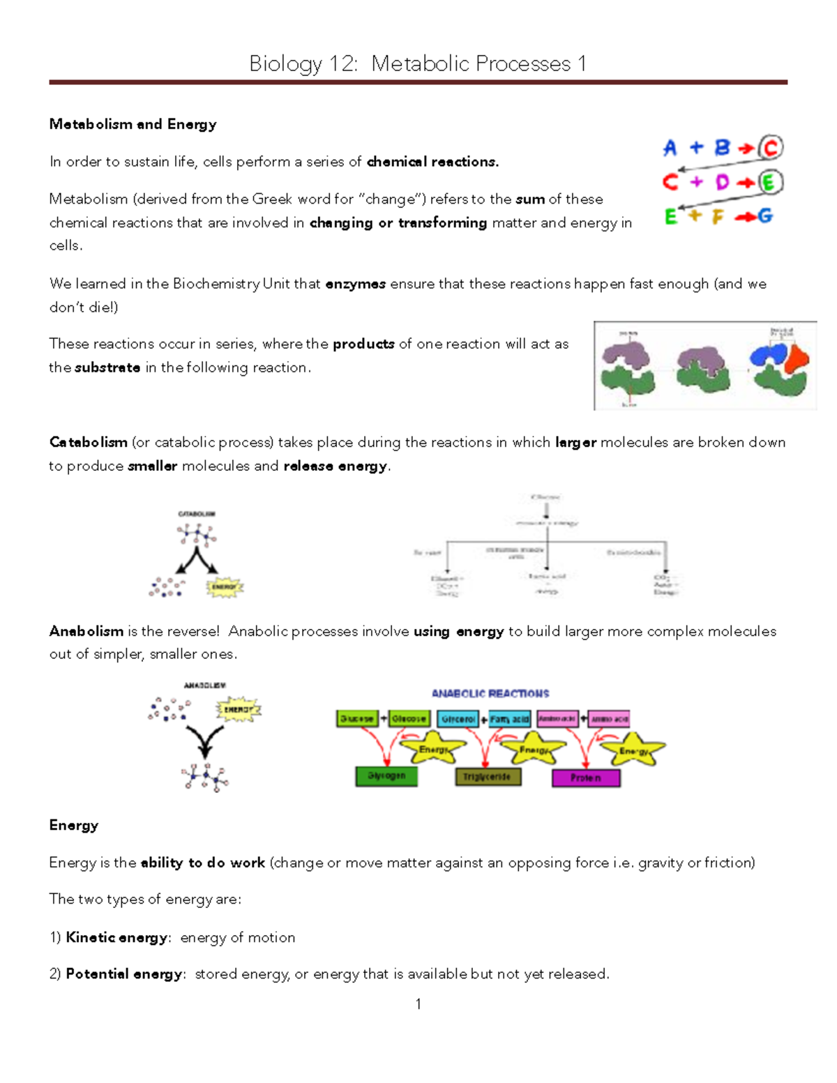 2019 Metabolic Processes Lesson 1 Student note - Metabolism and Energy ...