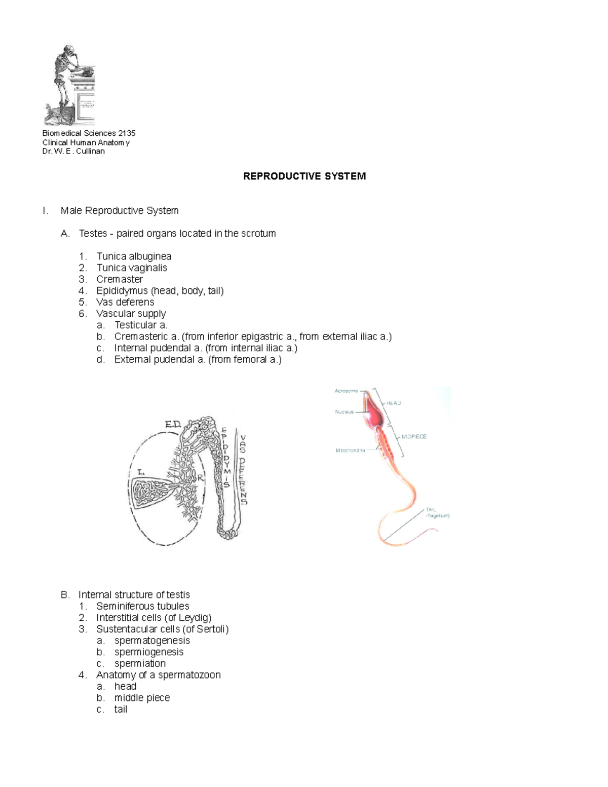 Reproductive+System - Reproductive system notes - Biomedical Sciences ...