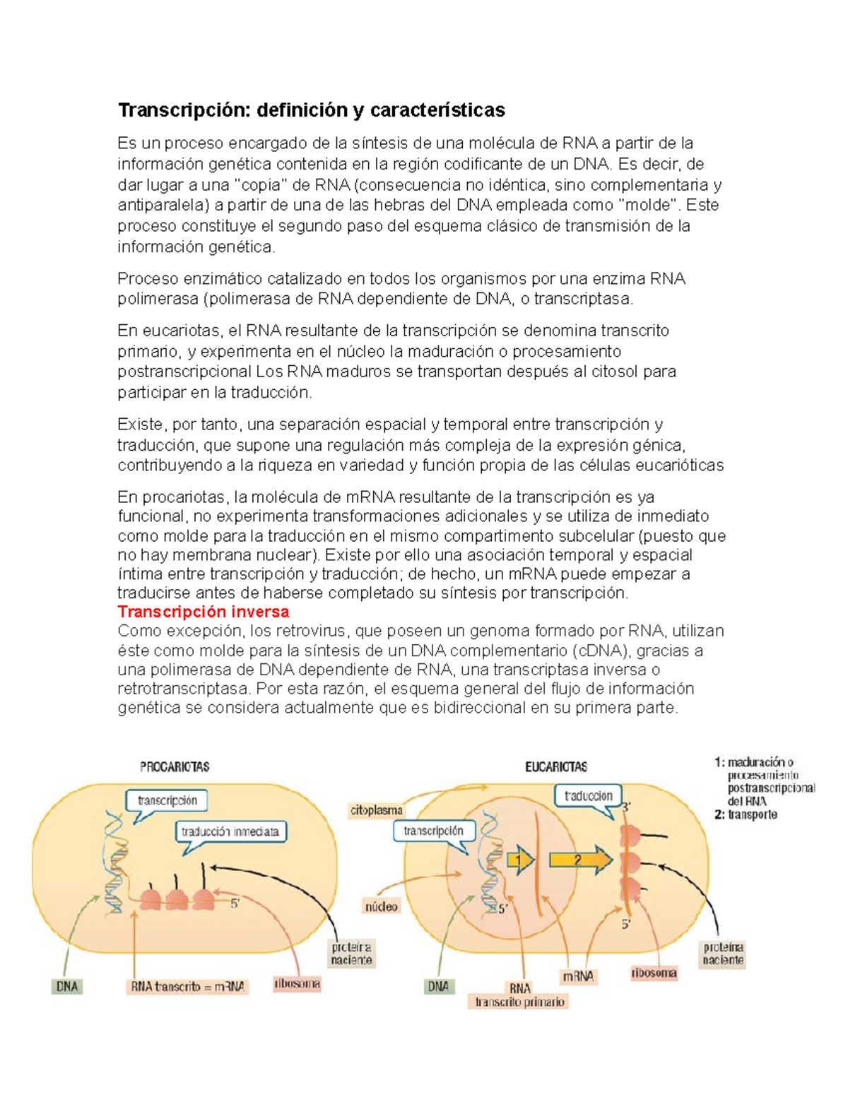 TODO Acerca DE Transcripcion Resumen - Transcripción: definición y ...