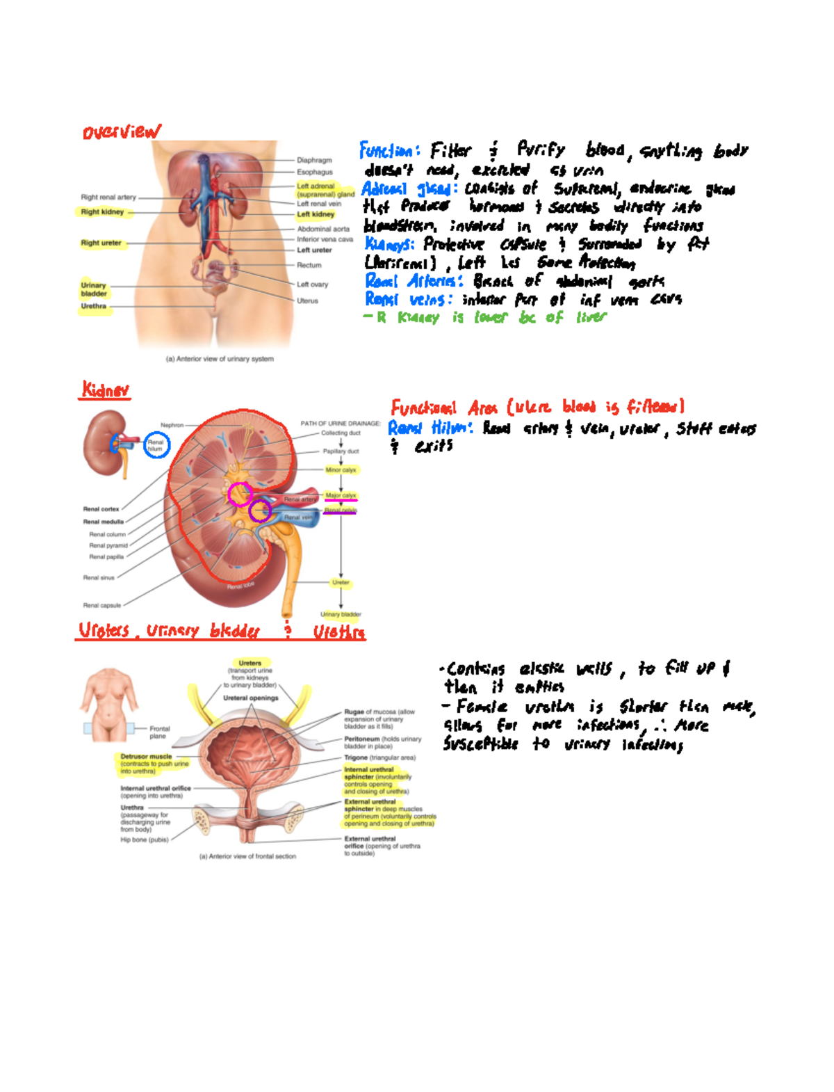 Module 9 - Urinary System - Review - Overview Function Filter s Purify ...