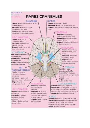 Anatomía De La Cabeza Y El Cuello Estructuras Arterias Kenhub