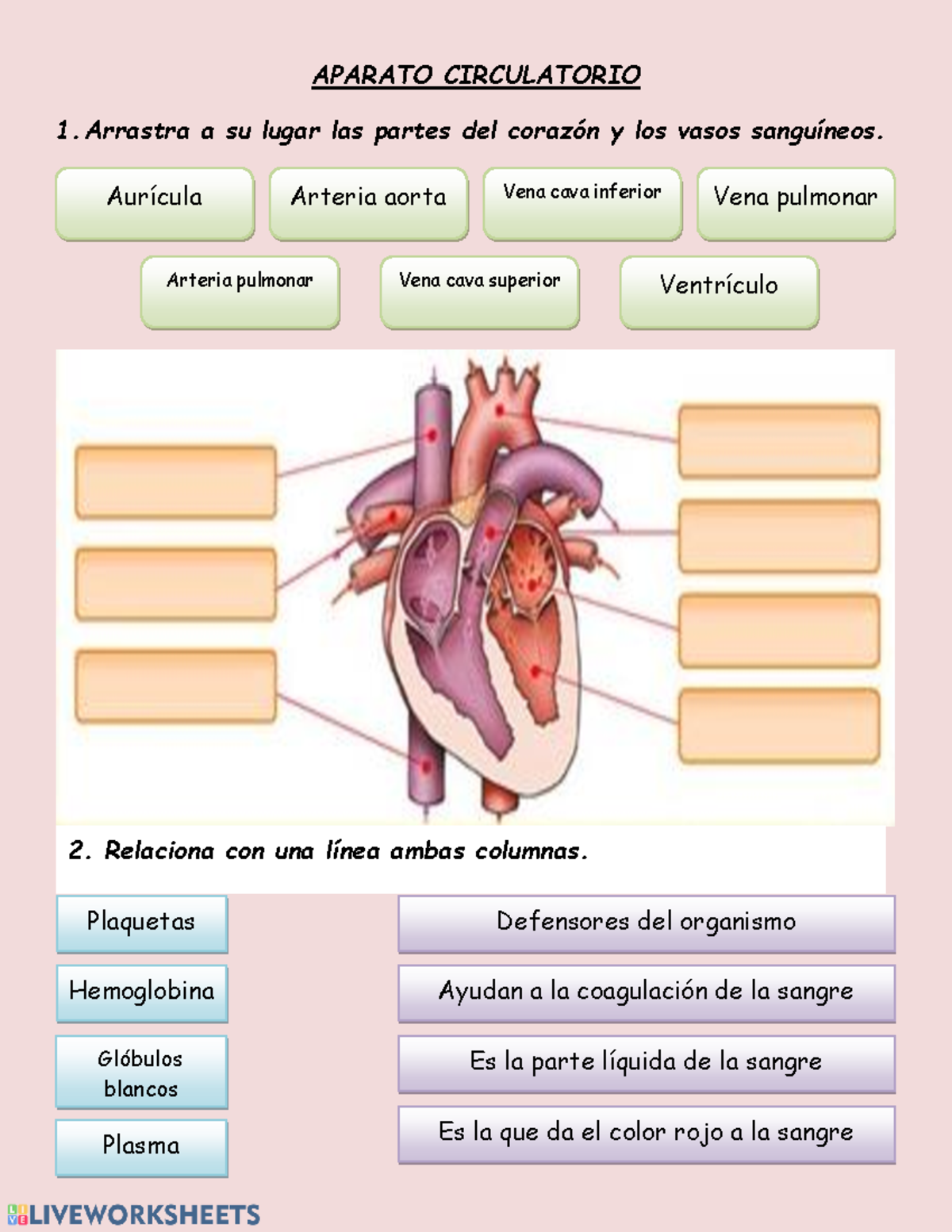 Aparato circulatorio - MMNMNMHFGAG - APARATO CIRCULATORIO Arrastra a su ...