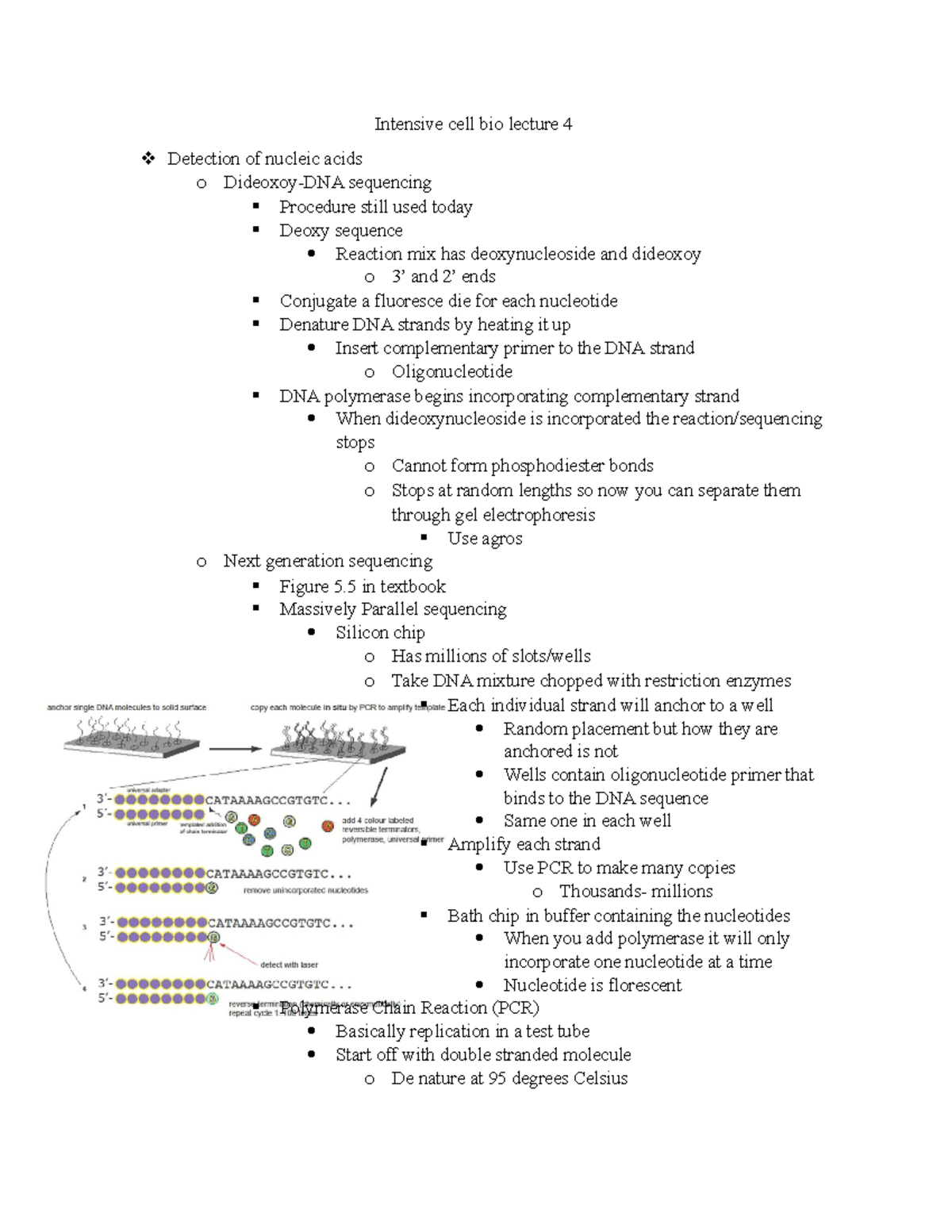 Intensive cell bio lecture 4 - Studocu