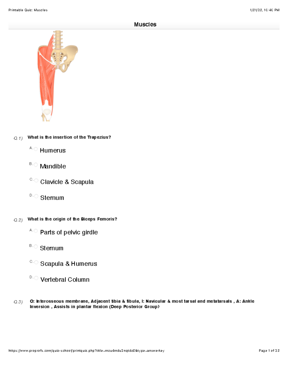 Printable Quiz: Muscles - Q) What is the insertion of the Trapezius ...