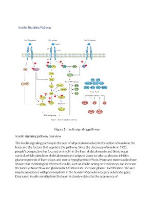Insulin Signaling Pathway - Insulin Signaling Pathway Figure 1. Insulin ...