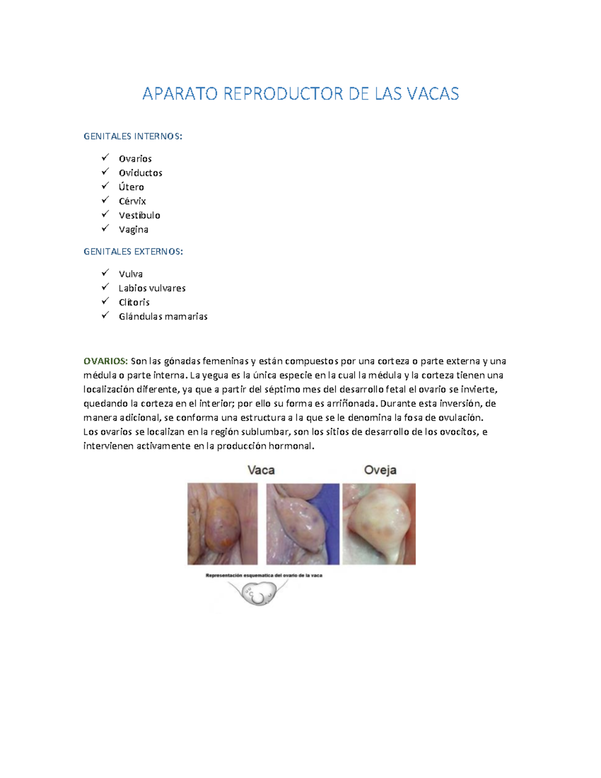 Qué Es El Oviducto De La Vaca – Anatomía del tracto genital de la vaca ...