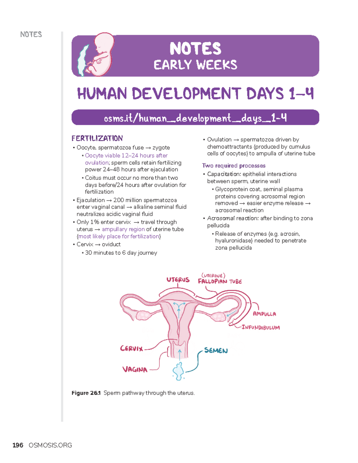 Early weeks of development. Embryology USMLE step 1. Notes. Downloaded ...