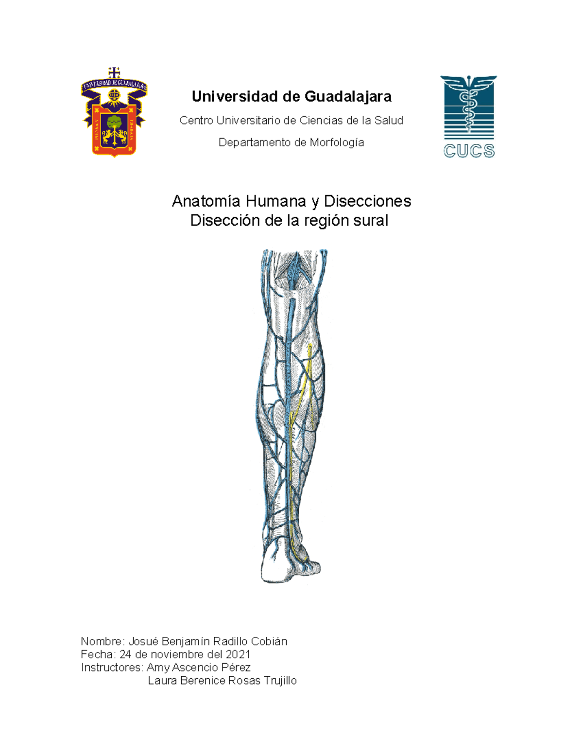 14. Disección Región Sural - Anatomía Humana y Disecciones Disección de ...