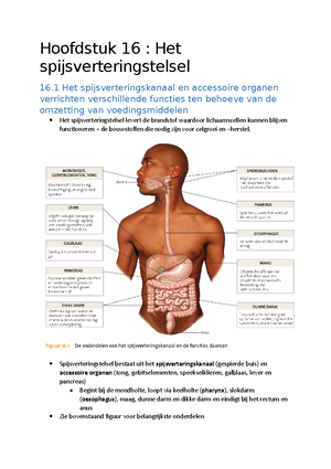 Anatomie wpo - Delen van het menselijk lichaam aangeduid - Atrium ...