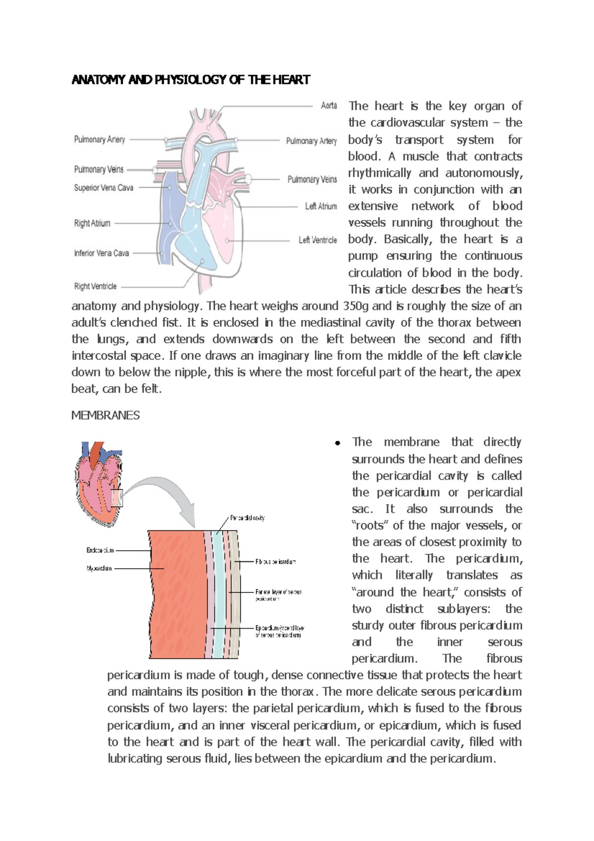Anatomy and Physiology of heart - ANATOMY AND PHYSIOLOGY OF THE HEART ...