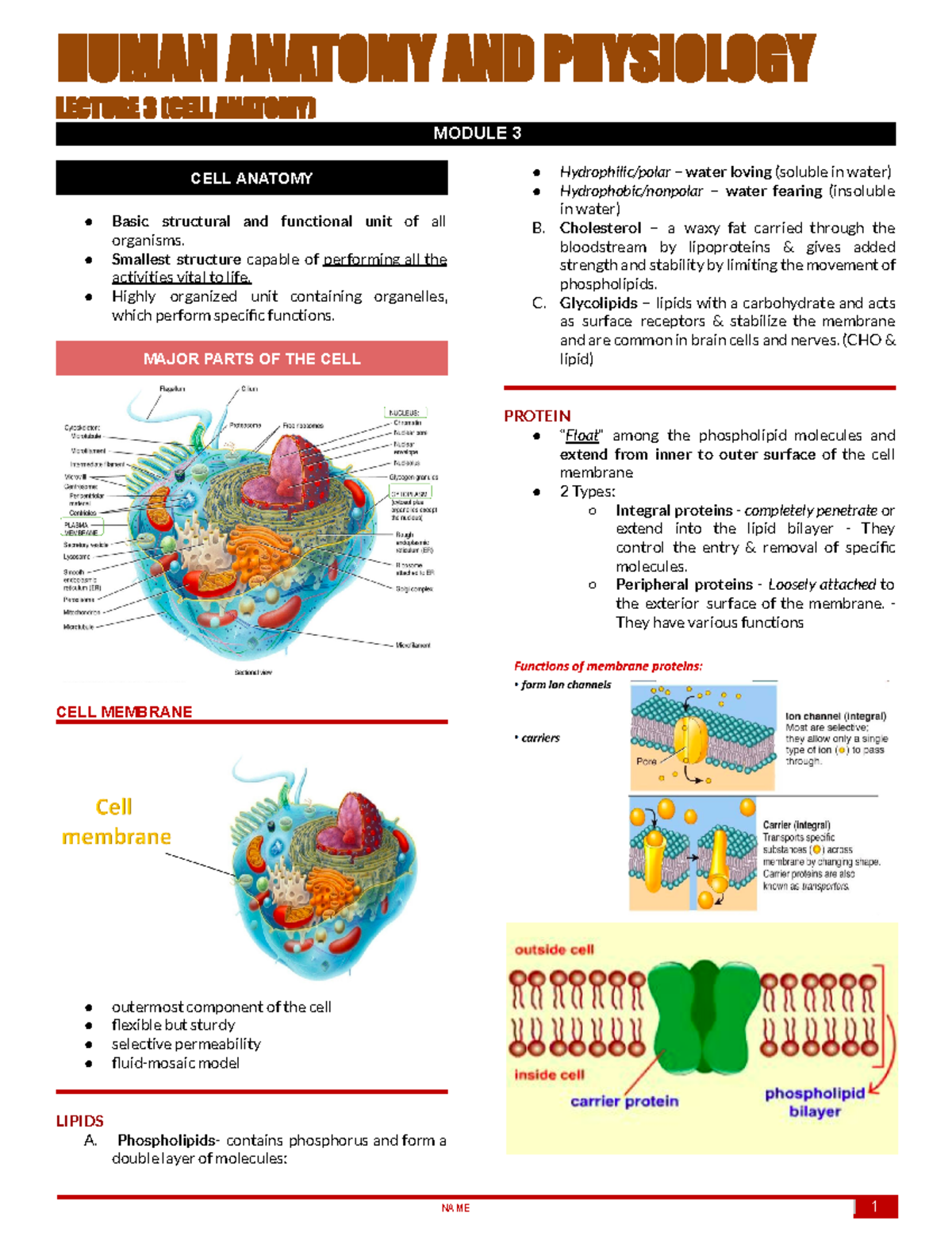 NR-NUR-101 (CELL Anatomy) - HUMAN ANATOMY AND PHYSIOLOGY LECTURE 3 ...