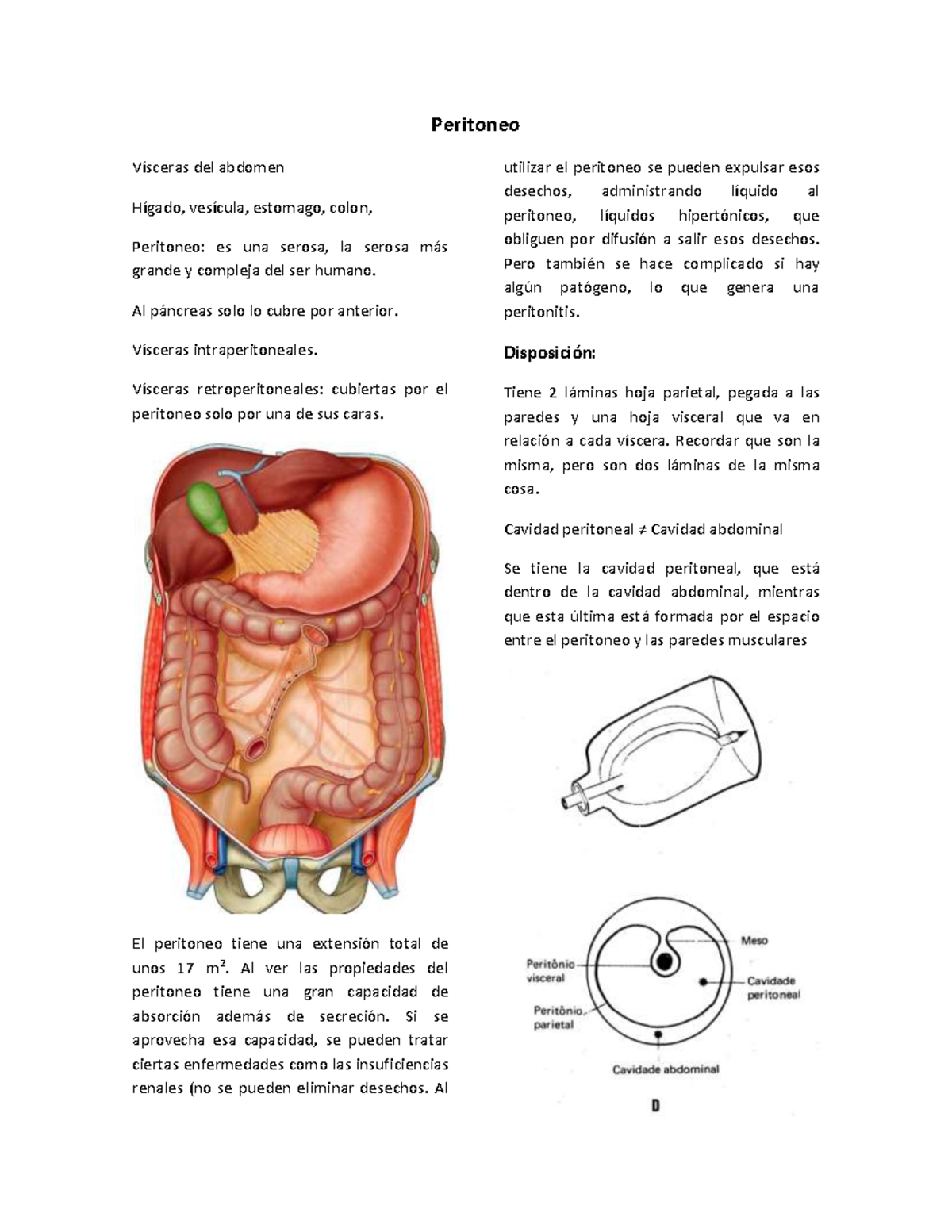 03 peritoneo 140928172348 phpapp 01 - Peritoneo VÌsceras del abdomen ...