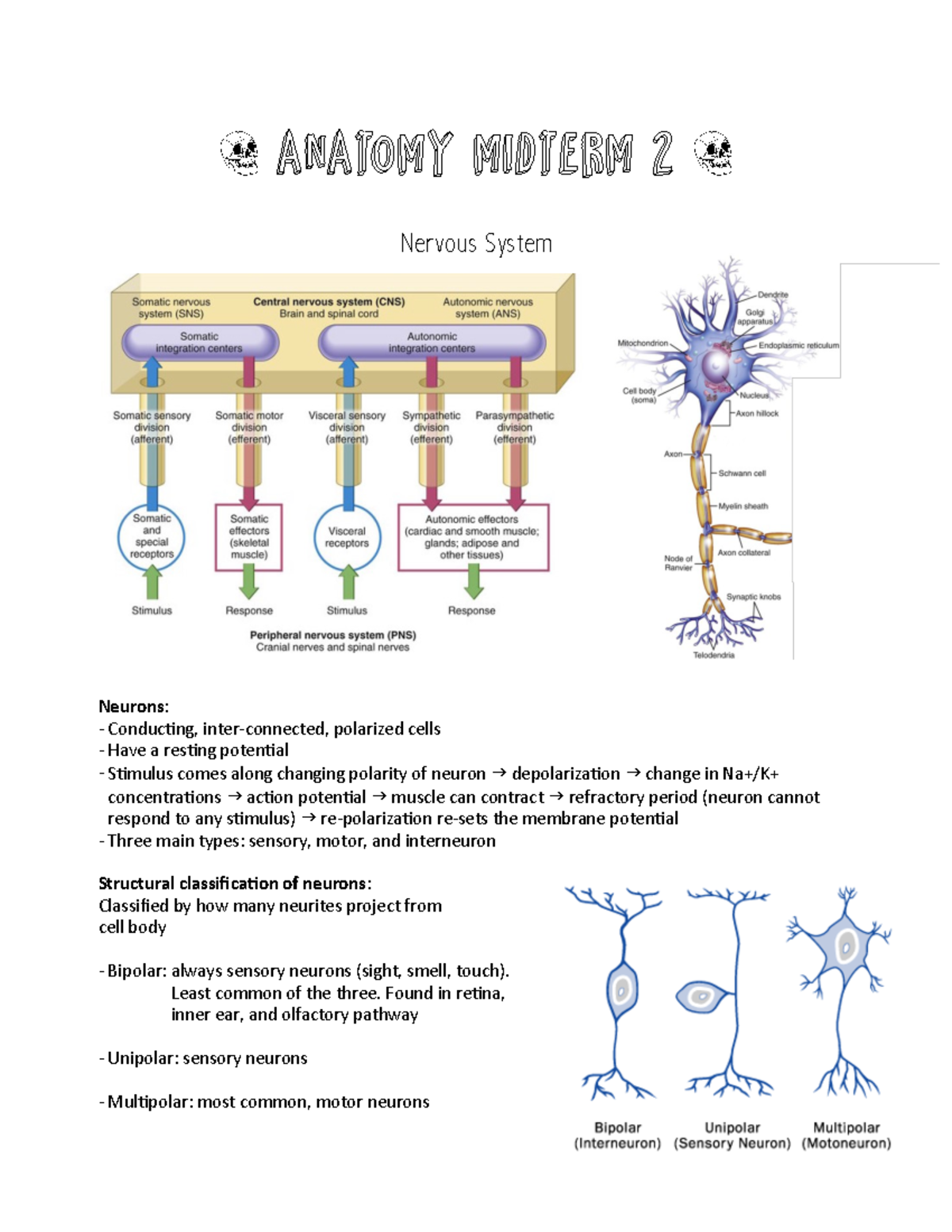 Midterm 2 Study Guide PDF - 5 Anatomy Midterm 2 5 Nervous System ...