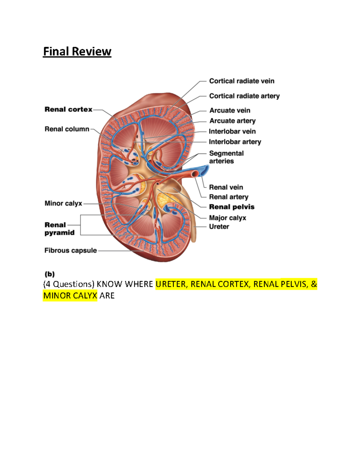 Final Review - Dr. Angel notes - Final Review (4 Questions) KNOW WHERE ...