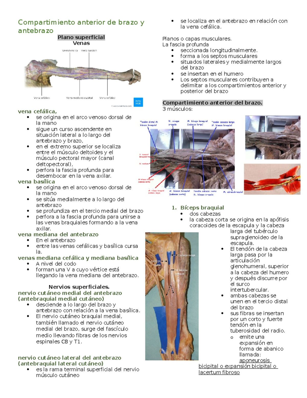 Compartimiento anterior de brazo y antebrazo - Compartimiento anterior ...