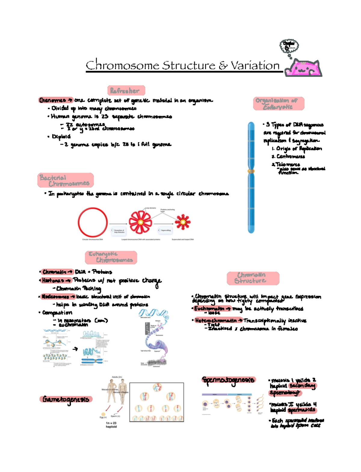 Chromosome Structure - complete notes with lecture slides - Chromosome ...