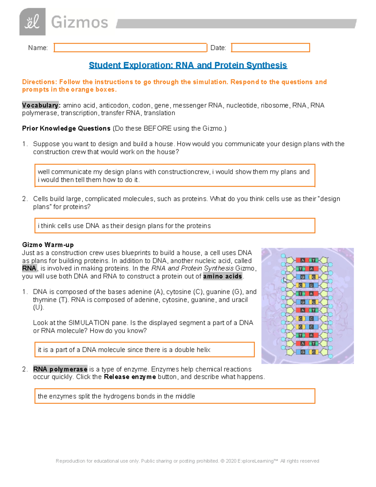 Copy of RNA & Protein Synthesis Gizmo - Name: Date: Student Exploration ...