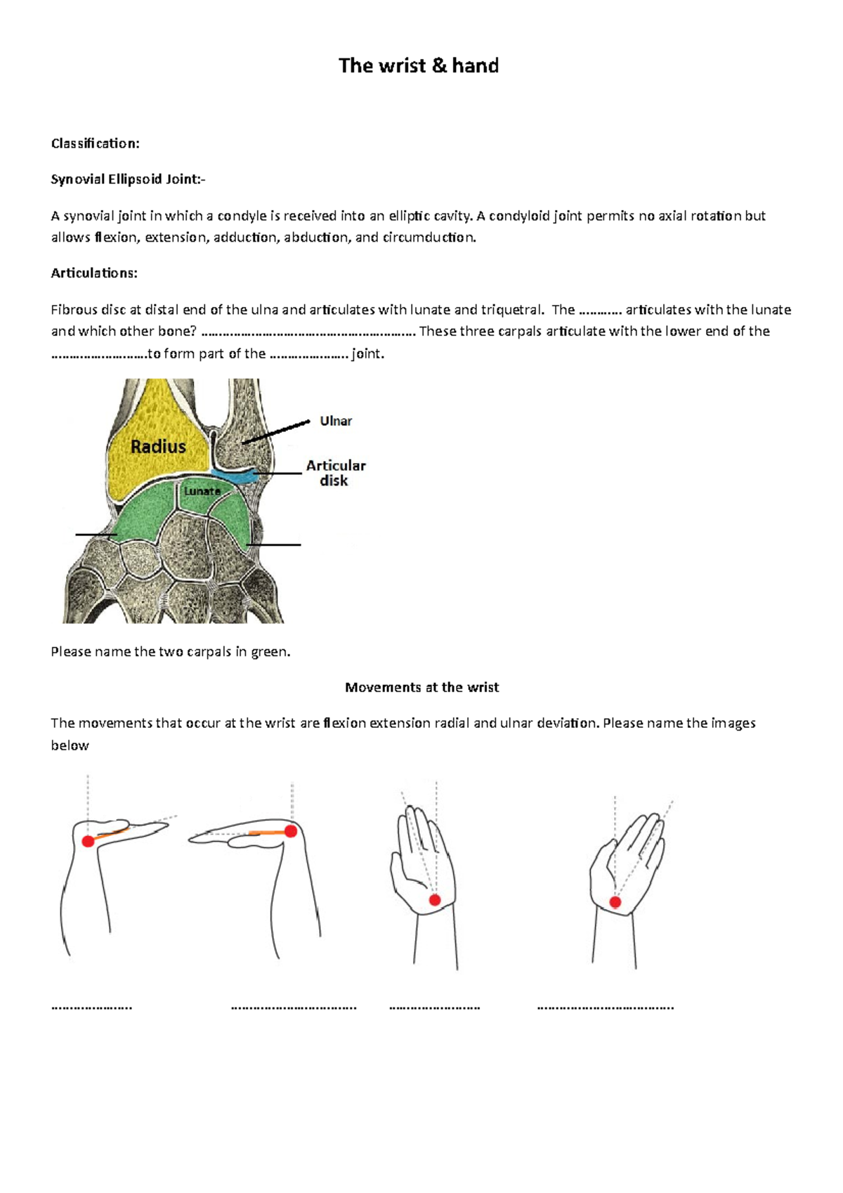 Wrist work book - The wrist & hand Classification: Synovial Ellipsoid ...