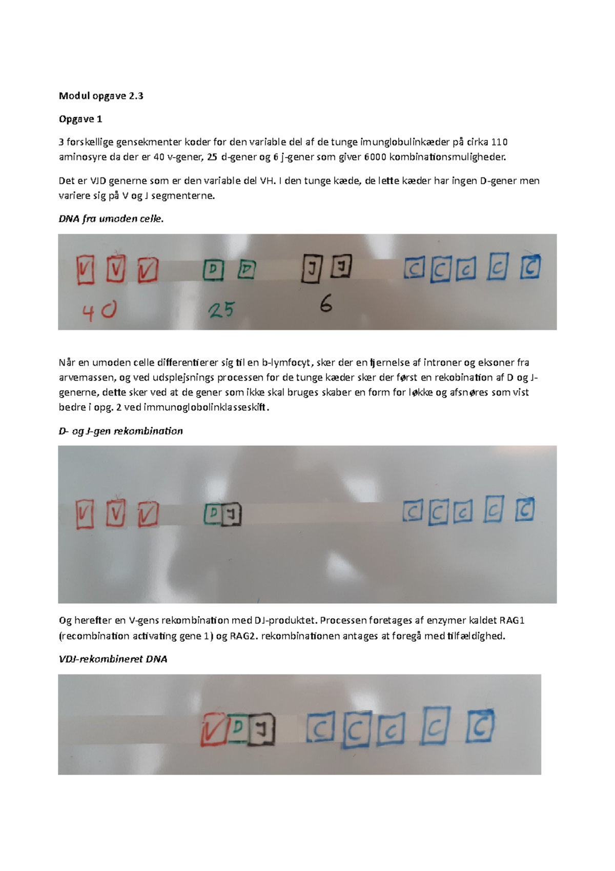 Modul opgave 2,3 - Modul opgave 2. Opgave 1 3 forskellige gensekmenter ...