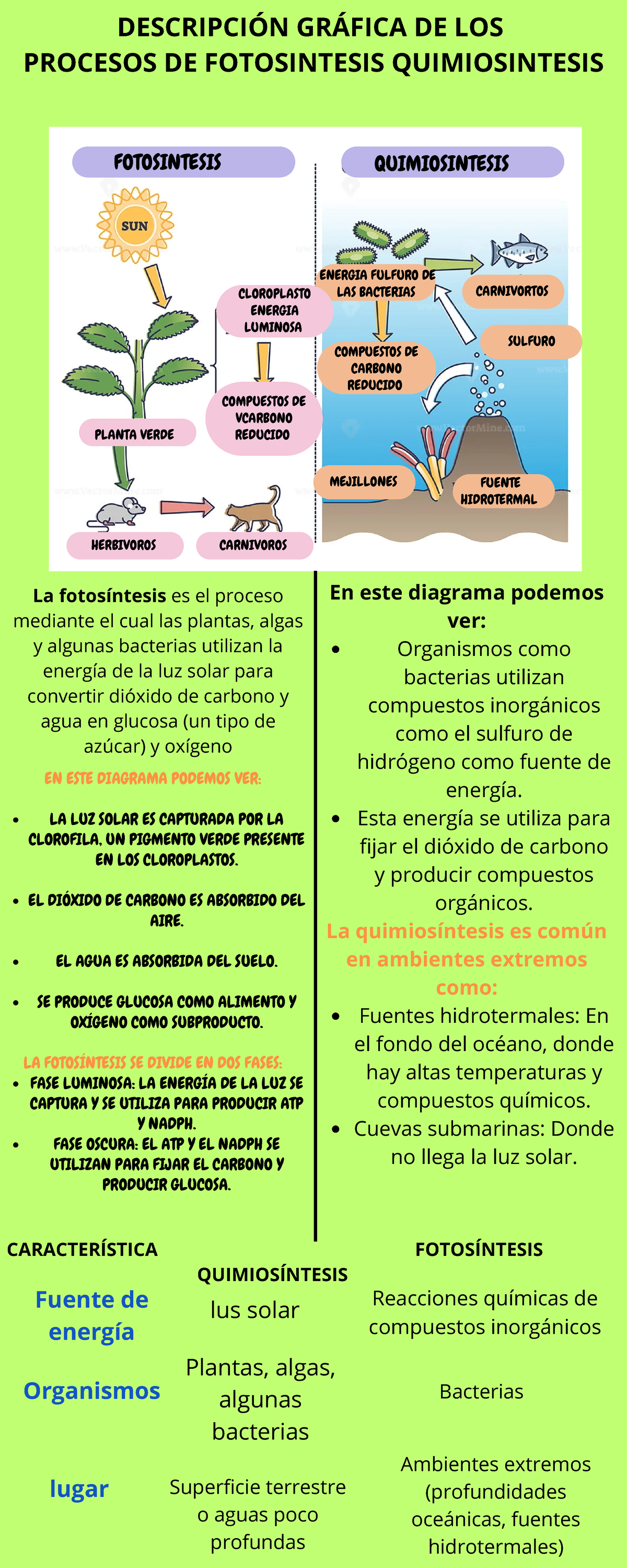 Descripción gráfica los procesos. Fotosintesis Quimiosintesis ...