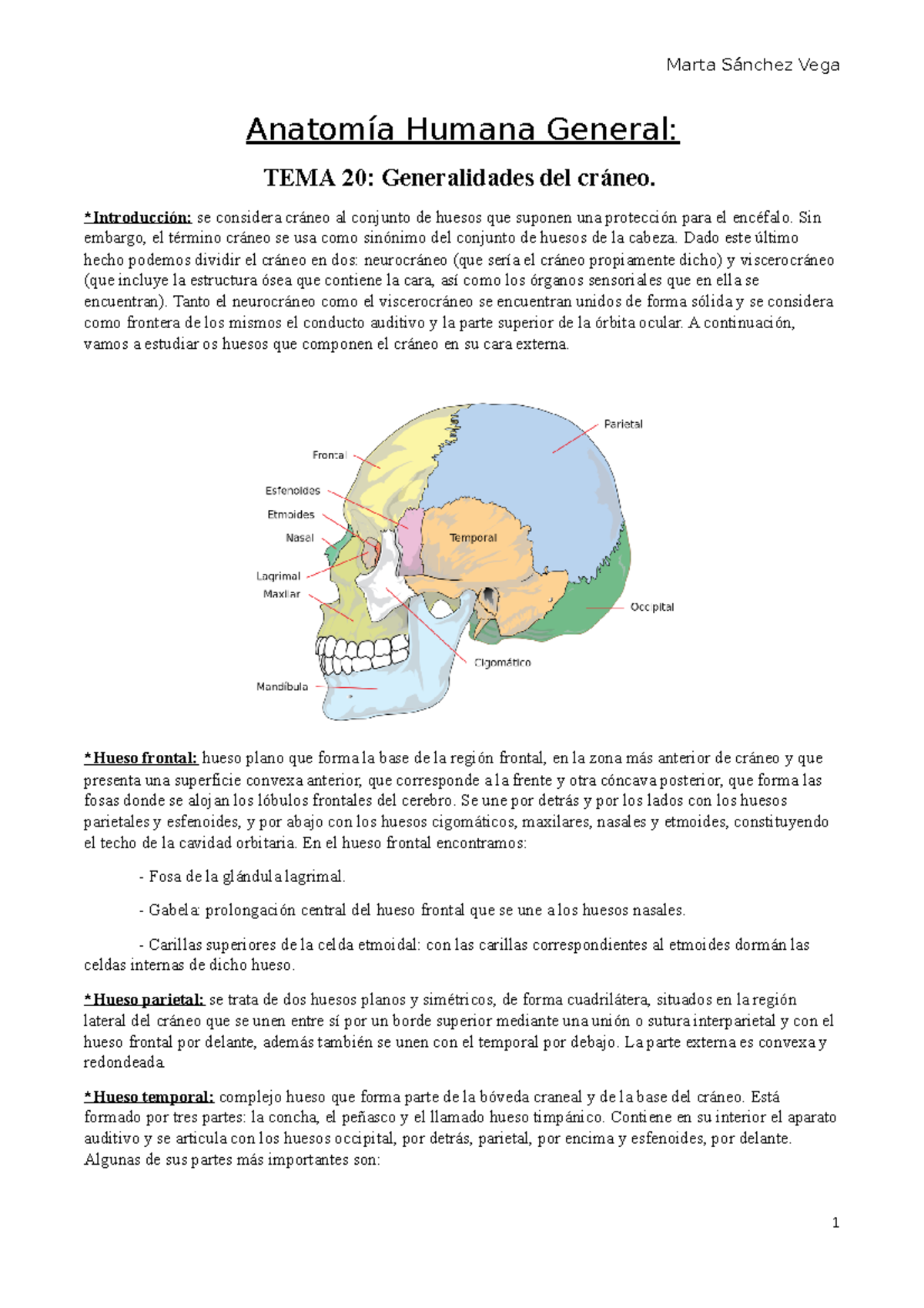 TEMA 20 Generalidades DEL Cráneo - Anatomía Humana General: TEMA 20 ...