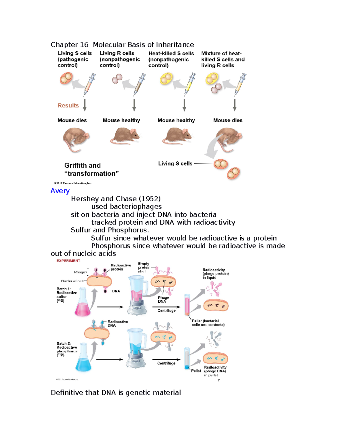 Chapter 16 Licata - Chapter 16 Molecular Basis of Inheritance Avery Hershey and Chase (1952 ...