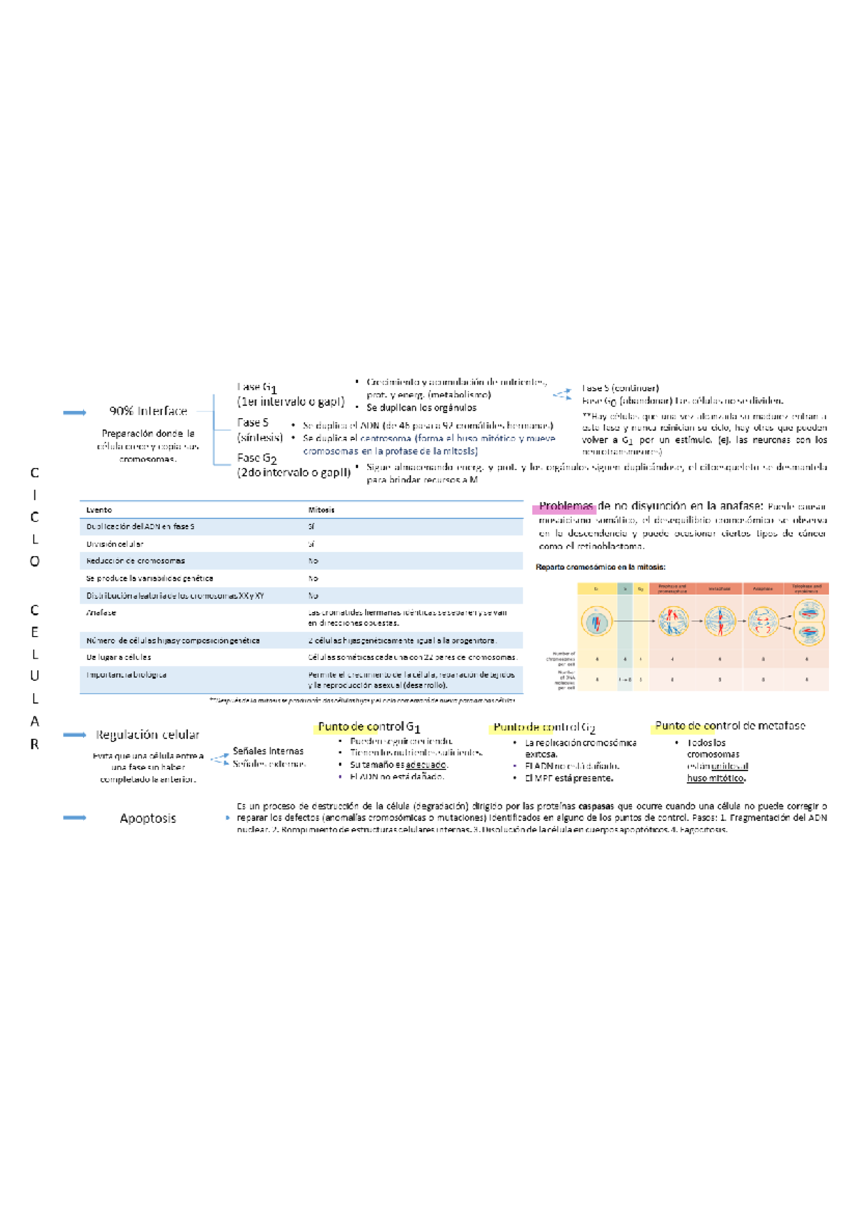 Ciclocelulareee - Fase G1 Crecimiento y acumulación de nutrientes, Fase ...