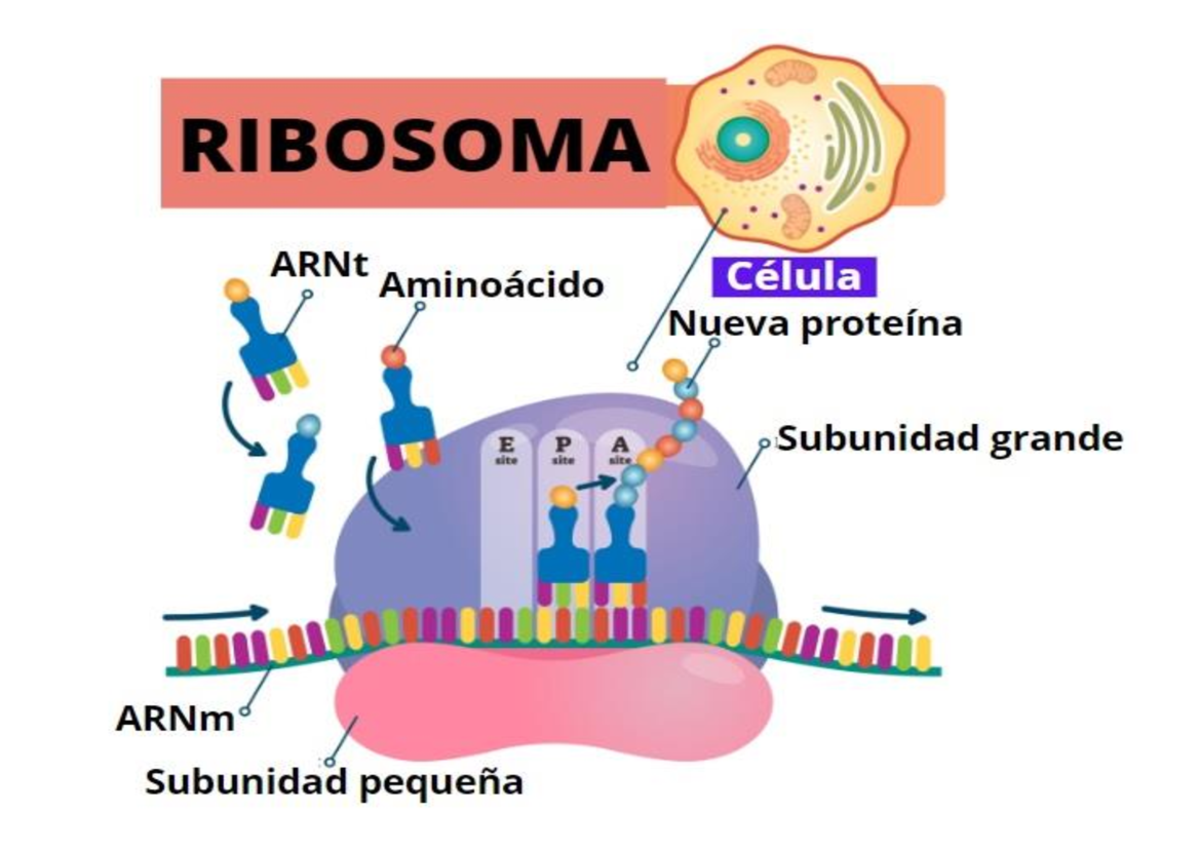 Función de los ribosomas - | Función de los ribosomas Los ribosomas son ...