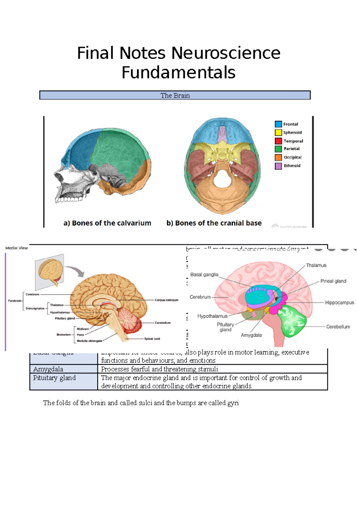 Final Notes Neuroscience Fundamentals - Final Notes Neuroscience ...
