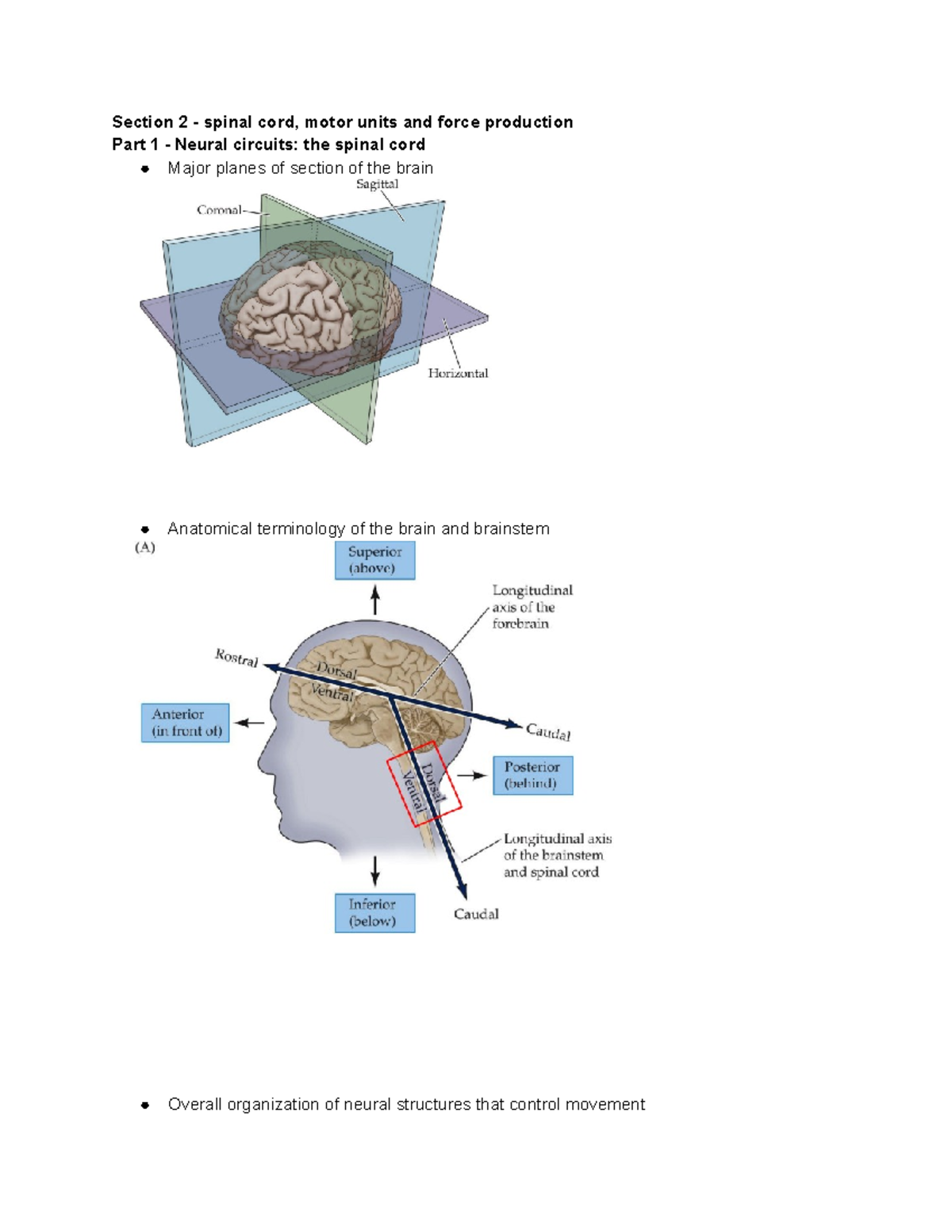 Section 2 - lecture notes KIN 460 - Section 2 - spinal cord, motor ...