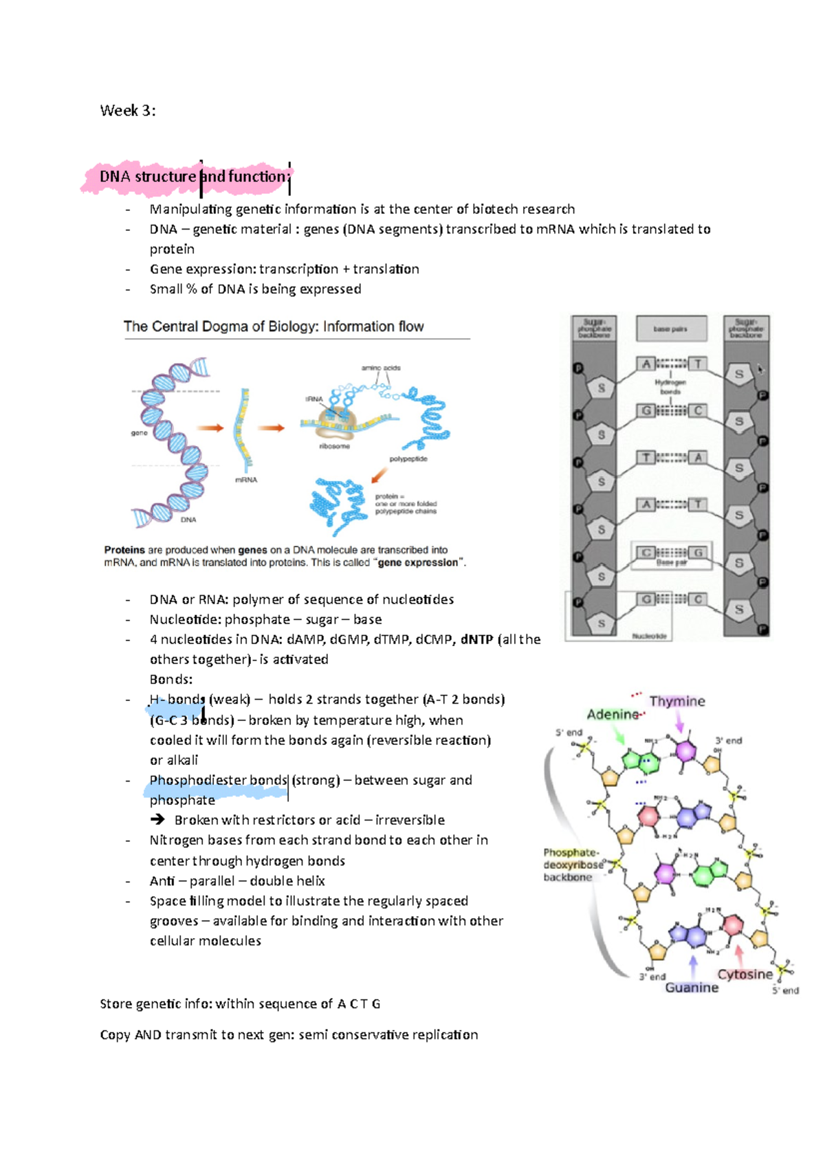 BIOTECH 3 notes - Week 3: DNA structure and function: Manipulating ...