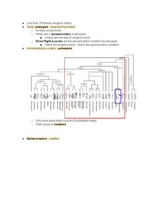 3 26 Phasmatodea, Embioptera, Notoptera, Orthoptera, Derptera Zoraptera ...