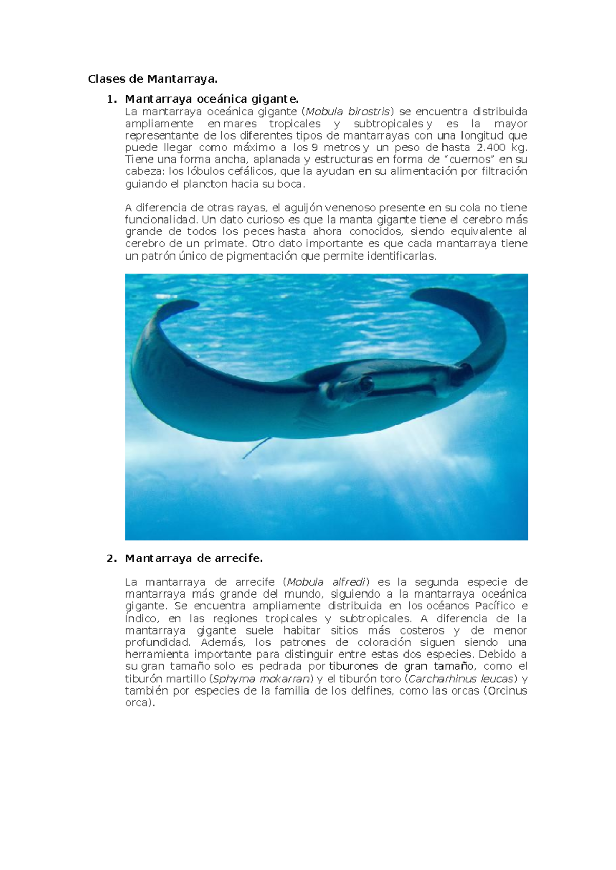 Clases de Mantarraya - 1. Mantarraya oceánica gigante. La mantarraya ...