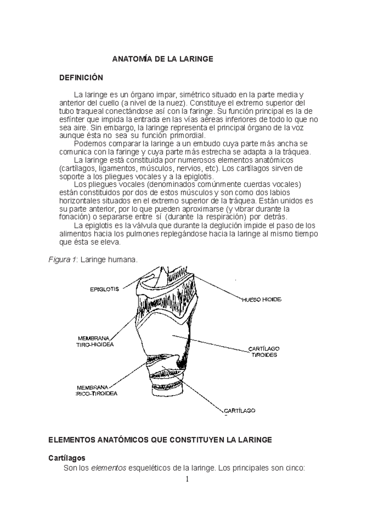 Anatomia DE LA Laringe - ANATOMÍA DE LA LARINGE DEFINICIÓN La laringe ...