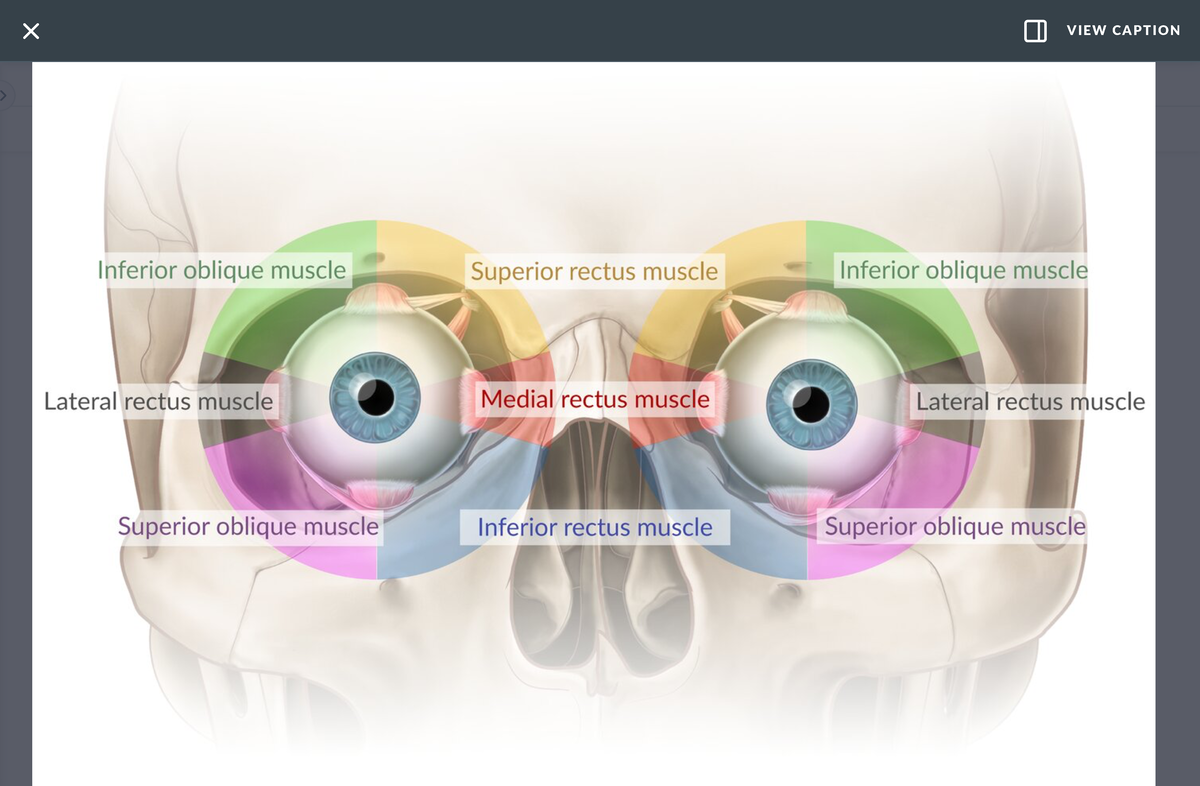 Gastrointestinal tract - Amboss - muscle Common tendinous ring Medial ...