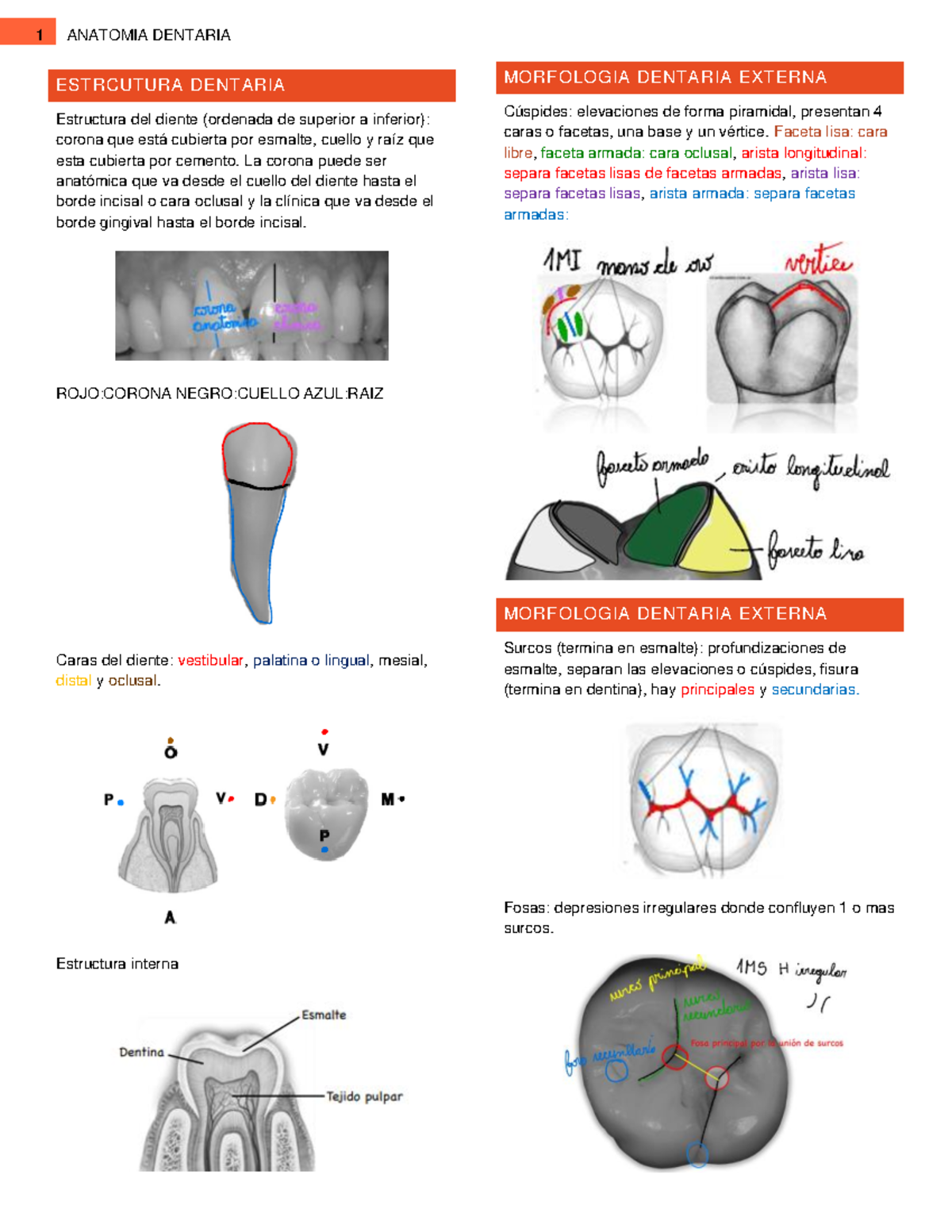 Anatomia Dentaria - ESTRCUTURA DENTARIA Estructura del diente (ordenada ...