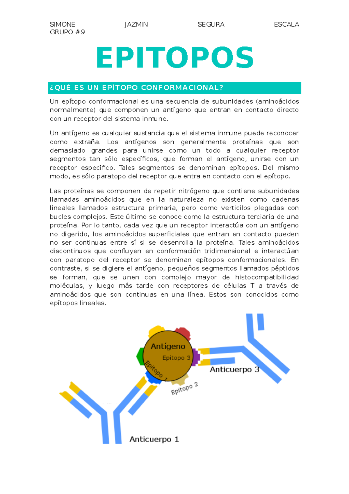 Epitopos - GRUPO EPITOPOS ¿QUÉ ES UN EPÍTOPO CONFORMACIONAL? Un epítopo ...