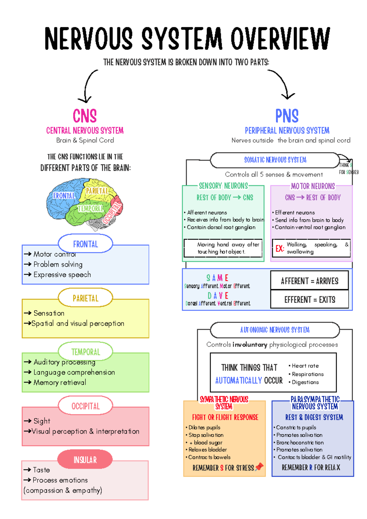 Anaphy Reviewer - Summary Anatomy And Physiology - → Sensation →Spatial ...